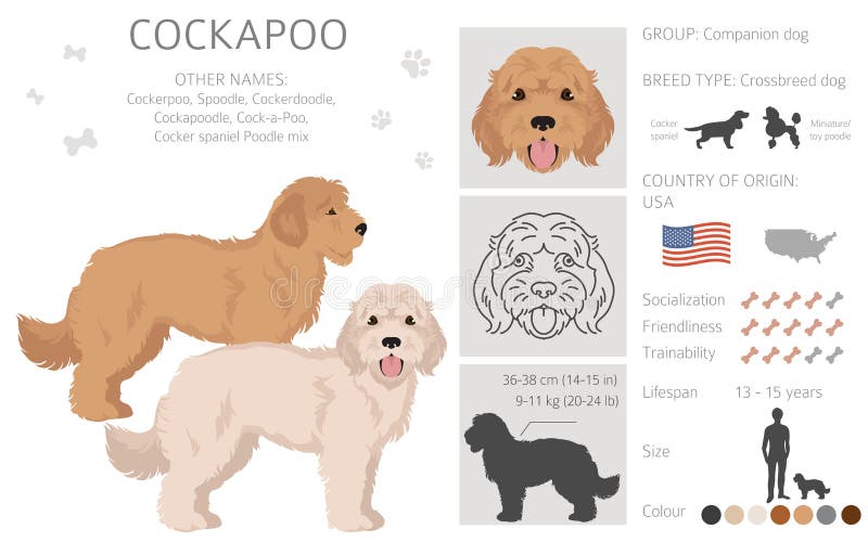 Cockapoo Mix Breed Seamless Pattern. Different Poses, Coat Colors Set.t ...