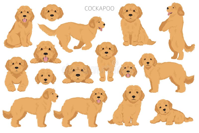 Cockapoo Mix Breed Seamless Pattern. Different Poses, Coat Colors Set.t ...