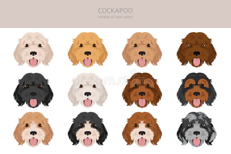 Cockapoo Cartoon Stock Illustrations – 167 Cockapoo Cartoon Stock ...
