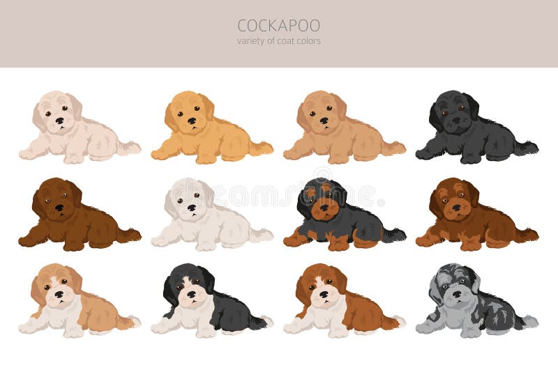 Cockapoo Cartoon Stock Illustrations – 71 Cockapoo Cartoon Stock ...