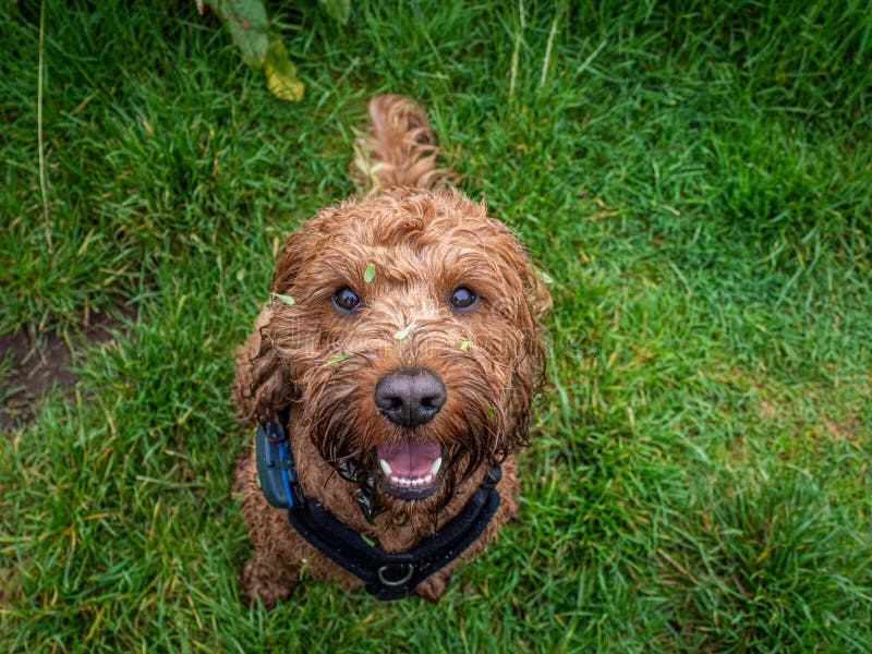 Cockapoo Paying Attention To His Owner Stock Image - Image of animal ...