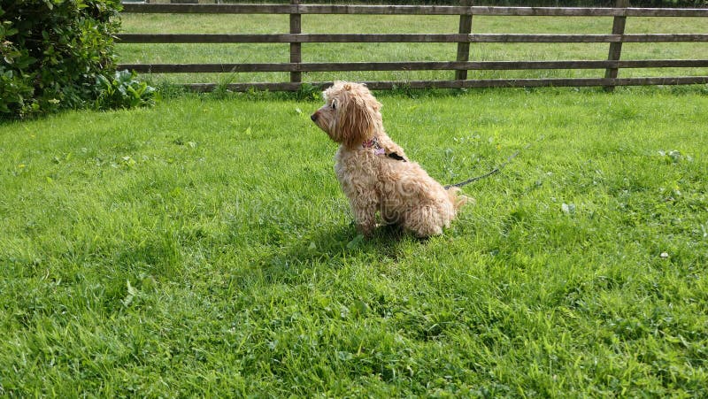 Cockapoo Playing in Garden on Sunny Day Stock Image - Image of ...
