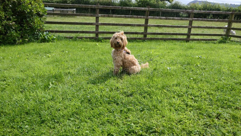 Cockapoo Playing in Garden on Sunny Day Stock Photo - Image of club ...