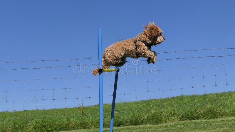 Cockapoo Playing in Garden on Sunny Day Stock Photo - Image of curled ...