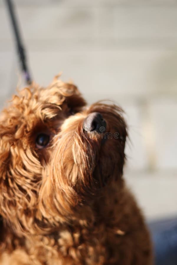 Cockapoo Poodle Dog Teddy Bear Stock Image - Image of rain, animals ...