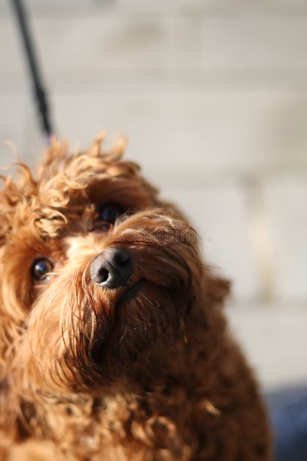 Cockapoo Poodle Dog Teddy Bear Stock Image - Image of rain, running ...