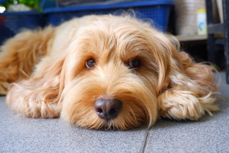 Chilaxin' (yorkie Cockapoo) Poodle Mix, Cockapoo, Yorkie | atelier-yuwa ...