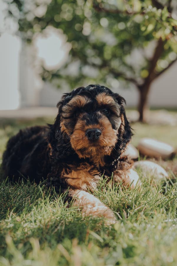 Cockapoo Puppy Relaxing on a Grass in the Garden, Looking at the Camera ...