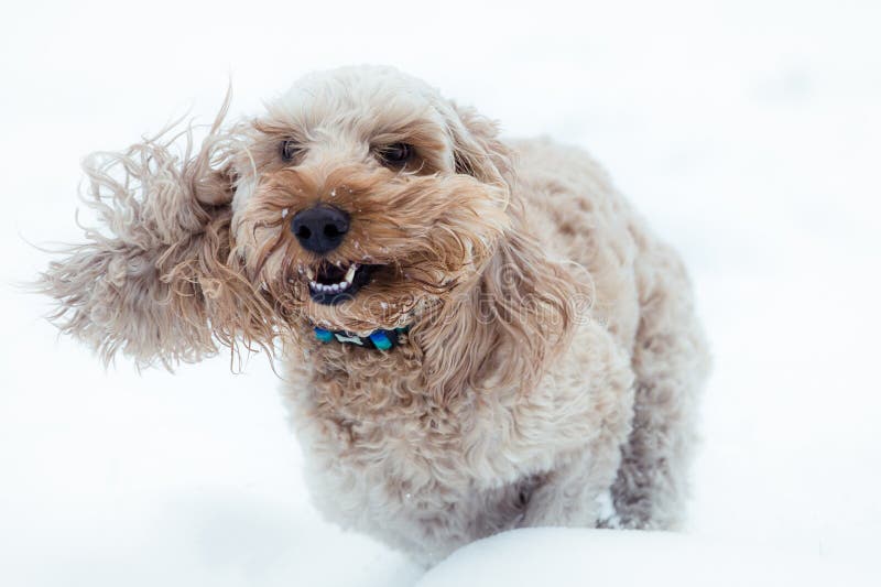 A Cockapoo Puppy Smiles and Shows Its Teeth As it Plays in the Snow ...