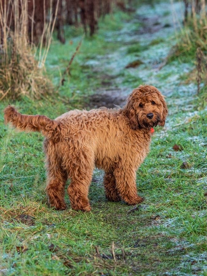 Red Cockapoo puppy stock photo. Image of ears, cockerpoo - 125766732