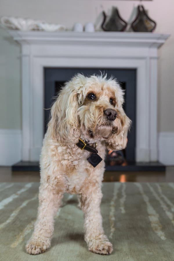 Cockapoo stock image. Image of animal, collar, fire, cockapoo - 52738435