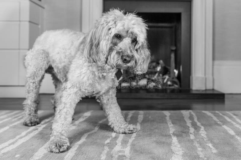 Cockapoo stock image. Image of cockapoo, green, fireplace - 52738469