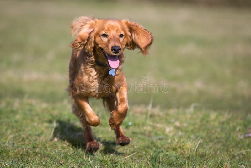 Cockapoo Running Field Stock Photos - Free & Royalty-Free Stock Photos ...