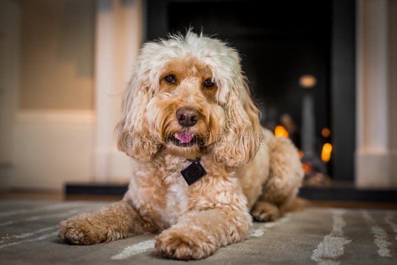 Cockapoo Sitting in a Patch of White Trilliums Stock Photo - Image of ...