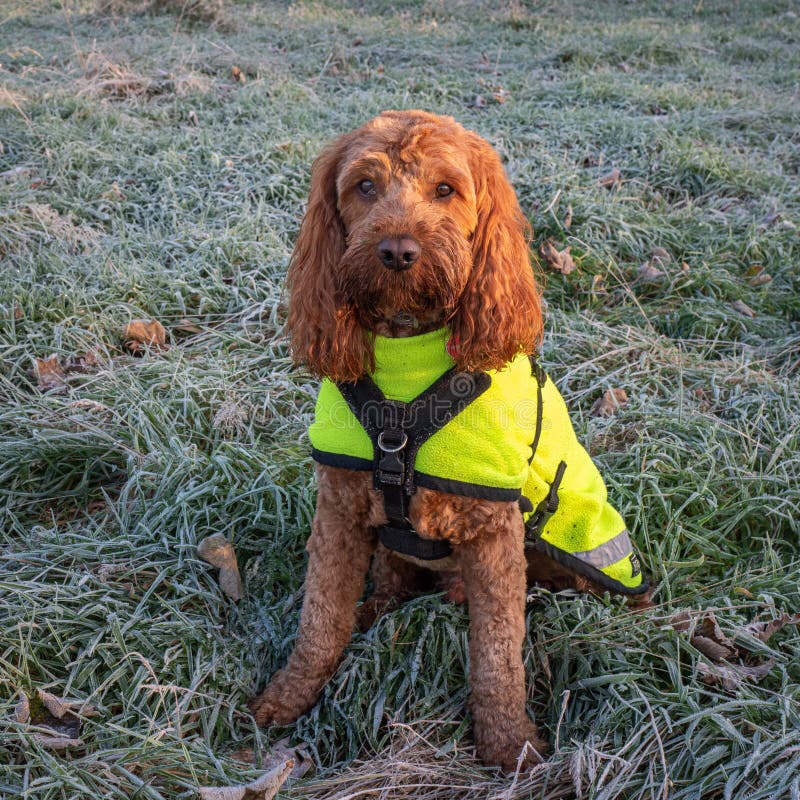 Cockapoo Sitting in Frosty Field with a Dog Coat Stock Image - Image of ...