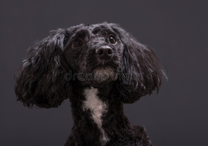 Cockapoo Spaniel and Poodle Cross Hybrid Stock Image - Image of spaniel ...