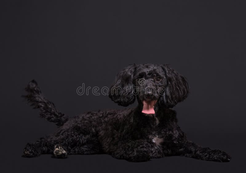 Cockapoo Spaniel and Poodle Cross Hybrid Stock Image - Image of spaniel ...