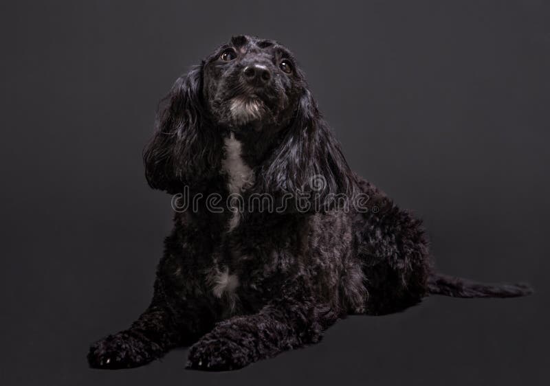 Cockapoo Spaniel and Poodle Cross Hybrid Stock Image - Image of young ...