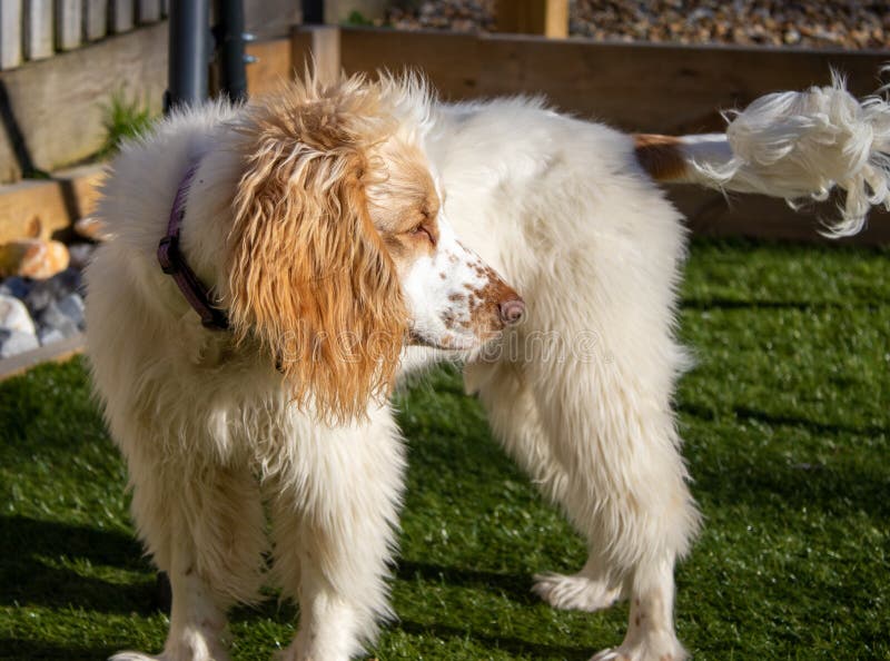 Cockapoo Standing Looking Back Stock Photo - Image of canine, cockapoo ...