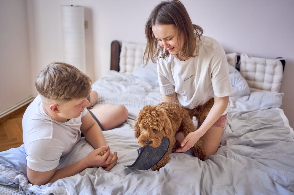 The Cockapoo Stole the Slippers, the Owners are Hugging the Dog on the ...