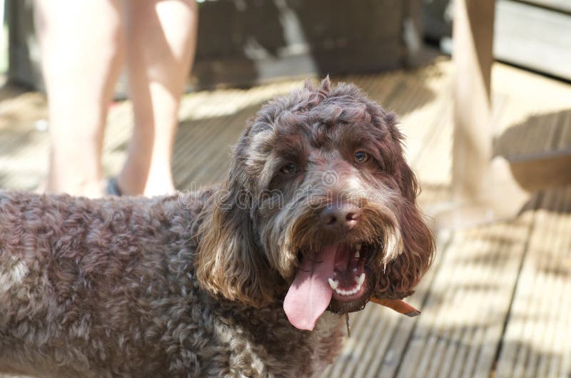 Cockapoo tongue out stock photo. Image of cockapoo, tongue - 128575582