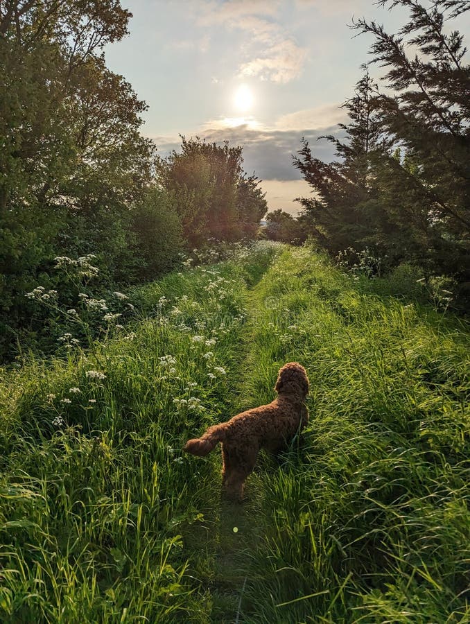Cockapoo Walk stock photo. Image of leaf, cockapoo, countryside - 284493454