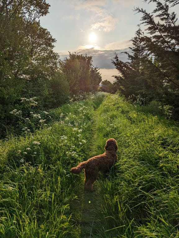 Cockapoo Walk stock photo. Image of leaf, cockapoo, countryside - 284493454