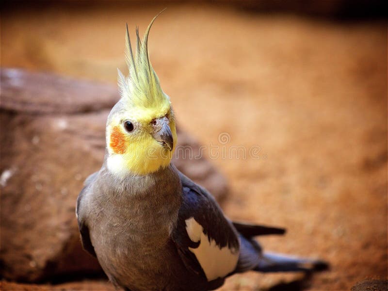 Cockatiel bird australia stock photo. Image of australia - 85303500