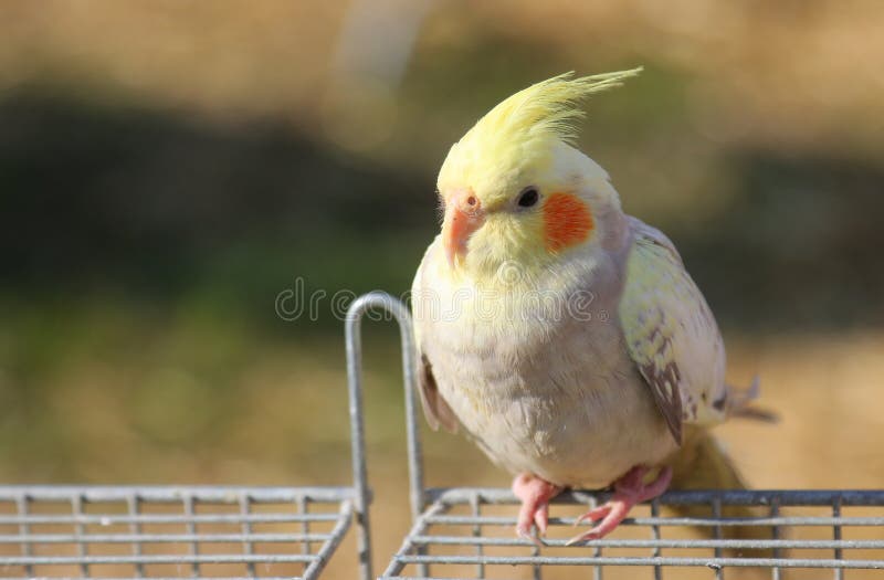 Cockatiel Bird on a Cage with Its Colorful Feather Crest on Head Stock ...