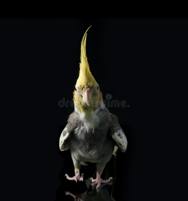 Cockatiel Bird Full Body Isolated on Black Stock Photo - Image of male ...