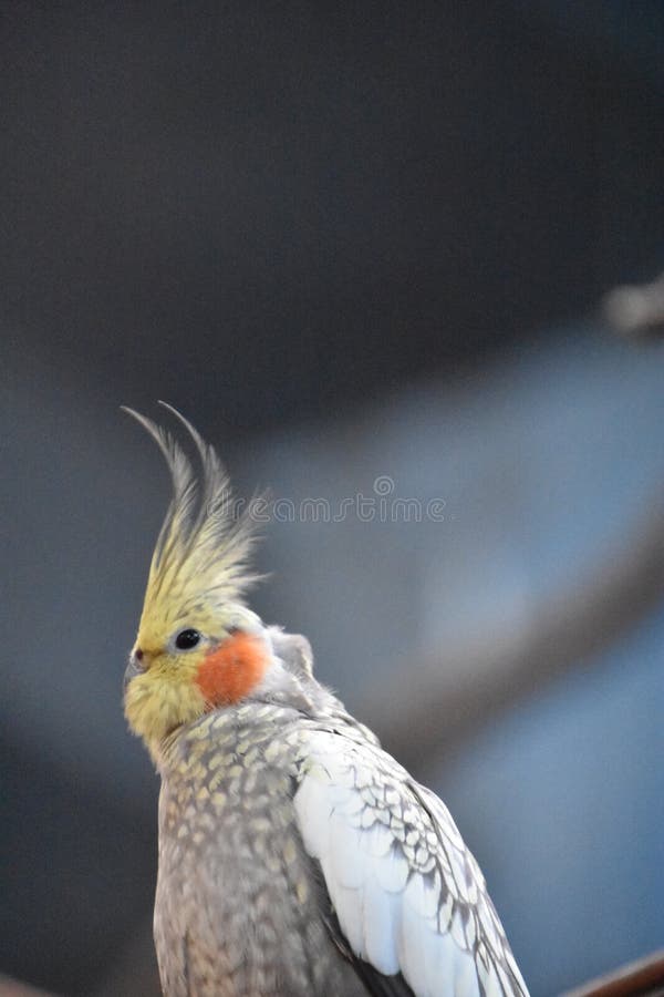 Cockatiel Bird stock image. Image of beak, domestic - 157213051