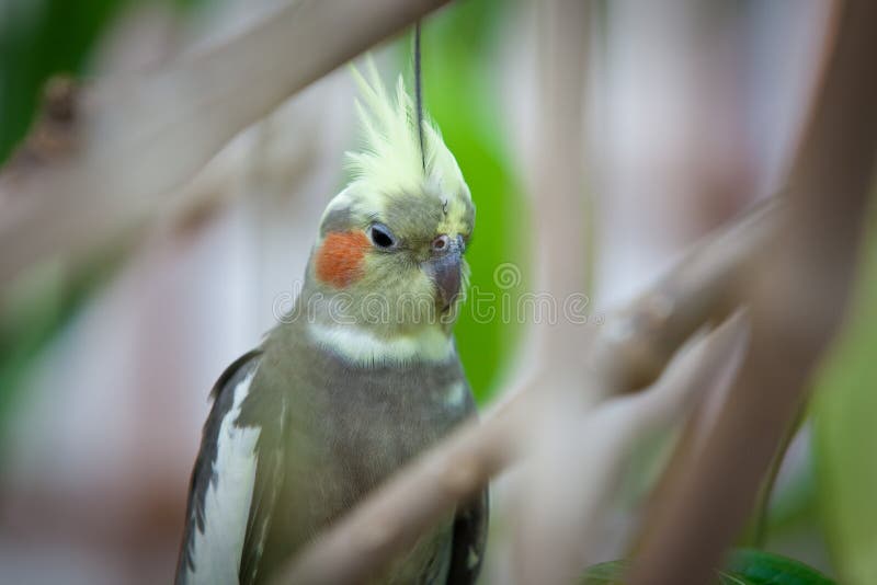 Cockatiel on a branch stock photo. Image of black, animal - 14008932