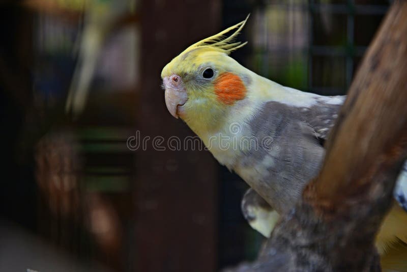 Cockatiel on a branch stock image. Image of crest, hollandicus - 34208419