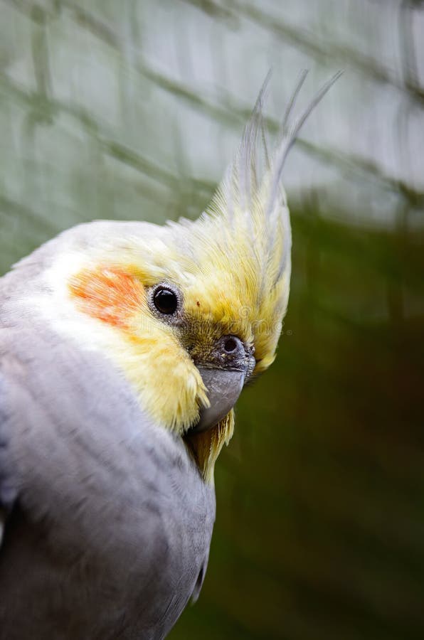 Cockatiel stock photo. Image of bright, colorful, feather - 32501754