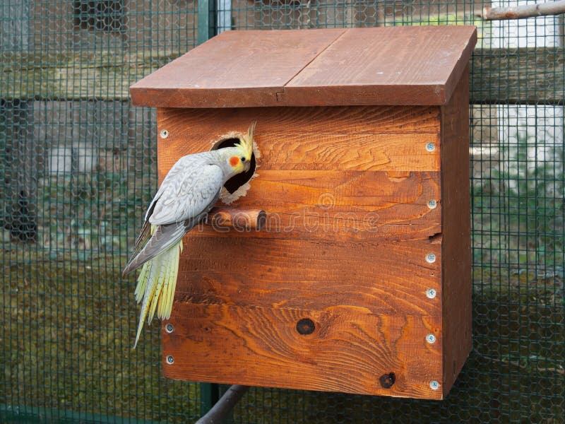 Macaw Nest Box