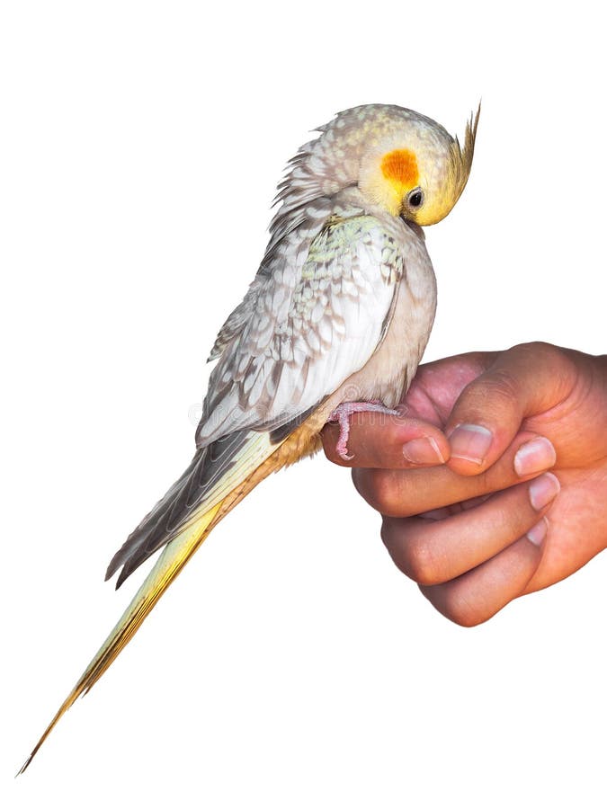 Cockatiel Hen Preening Her Feathers Stock Image - Image of avian, bird ...