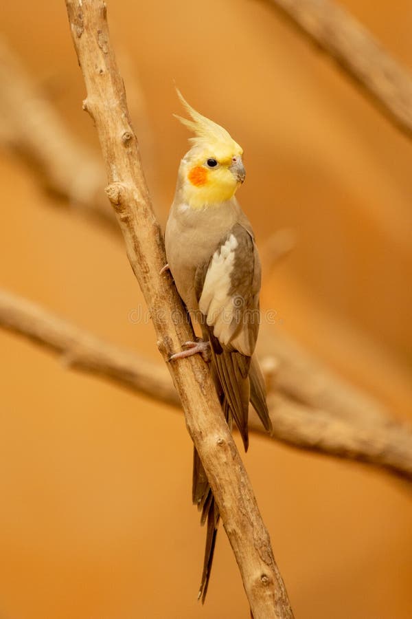 A Cockatiel Nymphicus Hollandicus Perched on a Branch Stock Image ...