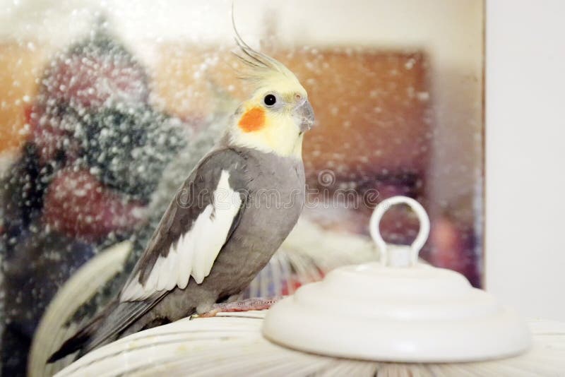 Cockatiel Parrot Standing on Cage Stock Image - Image of domestic ...