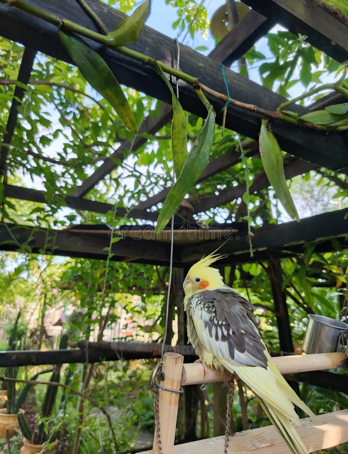 Cockatiel Perched Bird on a Perch Stock Image - Image of cockatiel ...