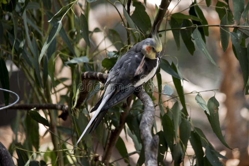 This Is A Side View Of A Cockatiel Stock Photo - Image of tailed ...