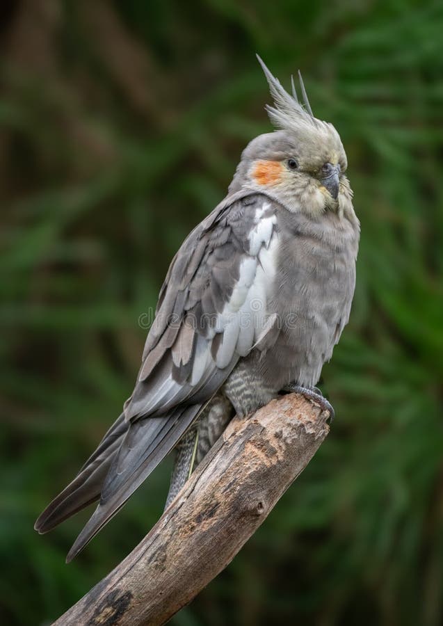 Cockatiel Perching on Branch Stock Photo - Image of wildlife, quarrion ...