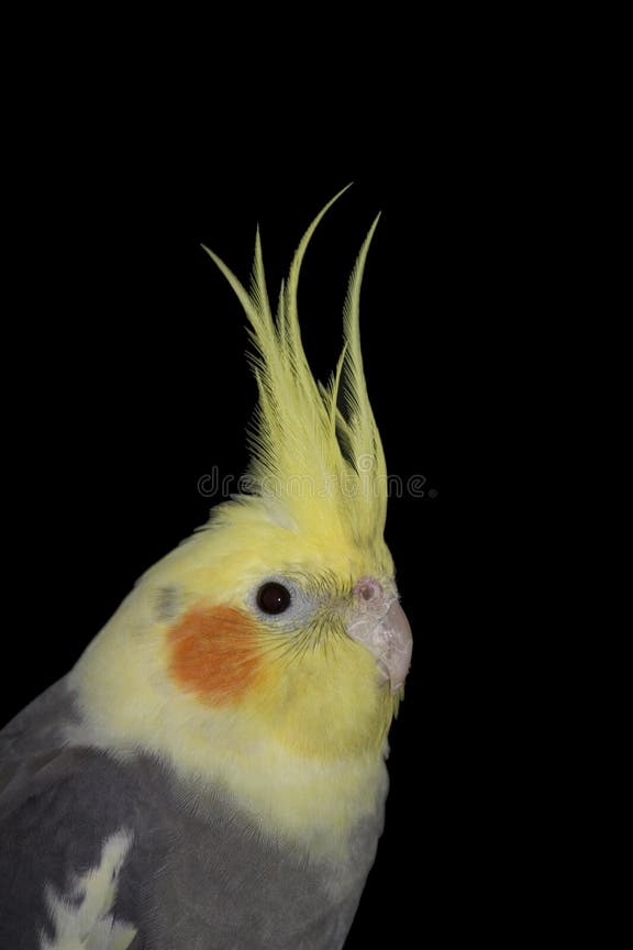 Cockatiel Portrait stock photo. Image of parrot, exotic - 11351528