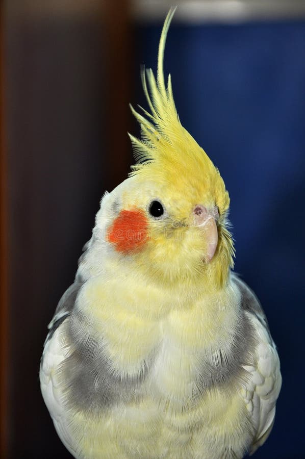 465 Australian Cockatiel Stock Photos - Free & Royalty-Free Stock ...