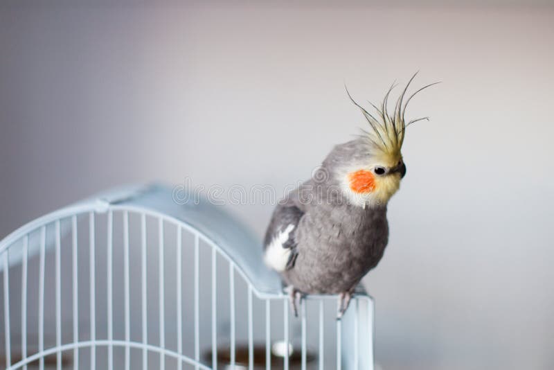 Curious Cockatiel stock photo. Image of aviary, southern - 73333548