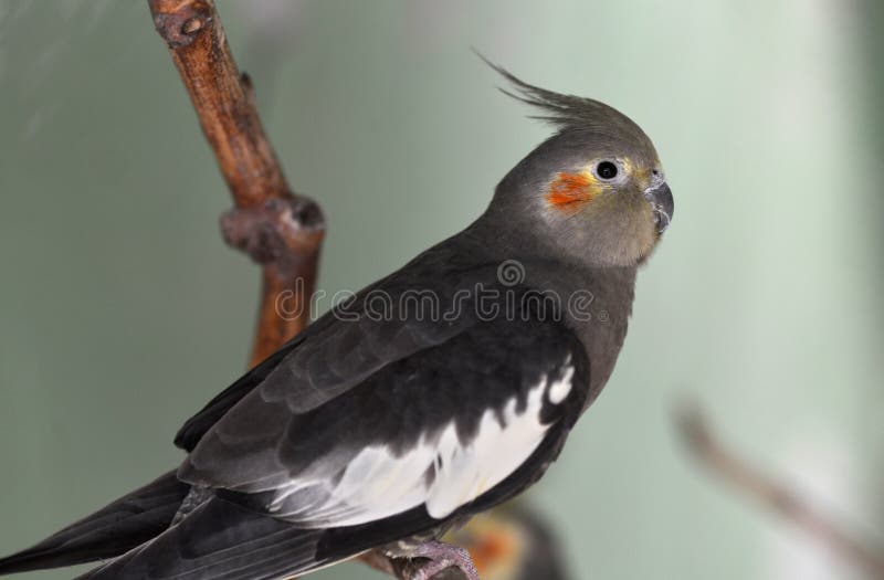 Cockatiel Hen Preening Her Feathers Stock Image - Image of avian, bird ...