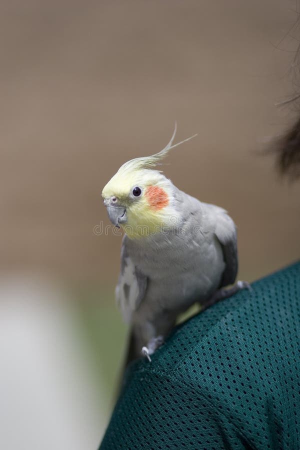 4,301 Cockatiel Stock Photos - Free & Royalty-Free Stock Photos from ...