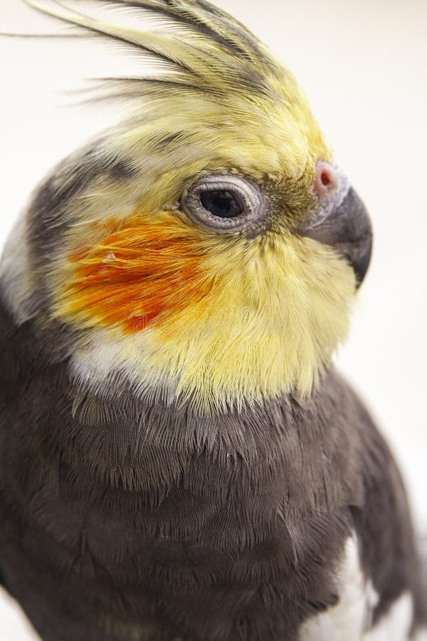 Cockatiel or weiro bird stock photo. Image of animal - 206816962