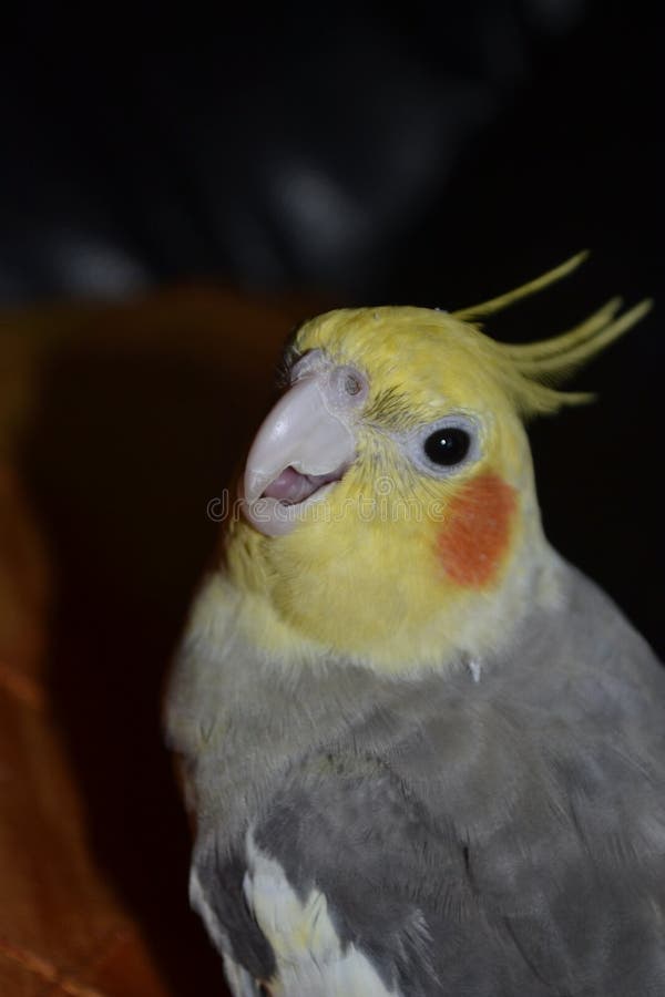 Cockatiels Flying Stock Photos - Free & Royalty-Free Stock Photos from ...