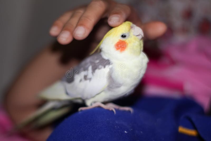 Cockatiels Like To Scratch Their Head Stock Photo - Image of closeup ...