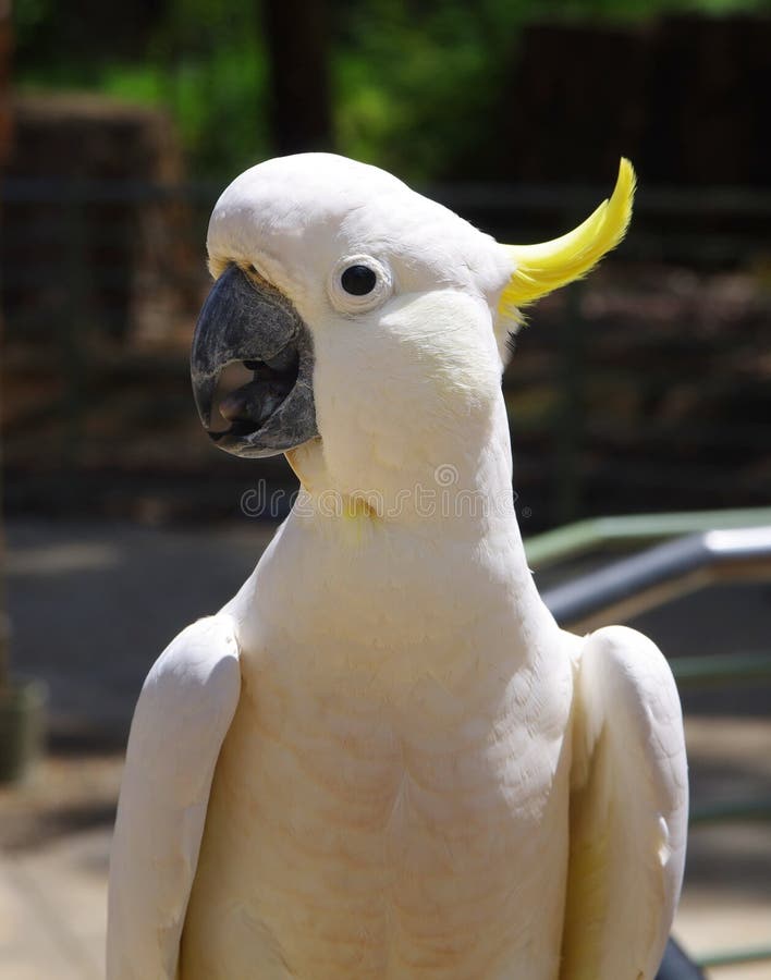 Cockatoo stock photo. Image of exotic, tropical, animal - 27991124